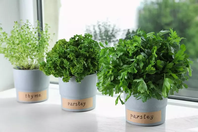 Parsley houseplant