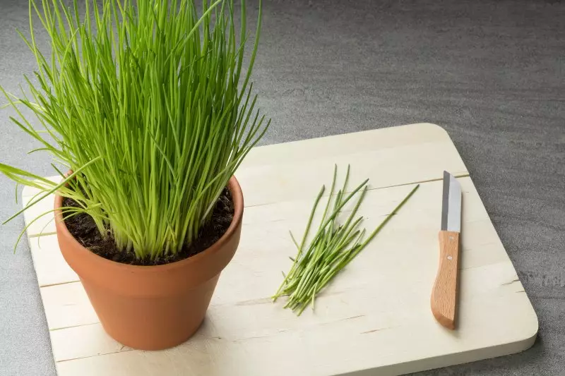 Chives urugo