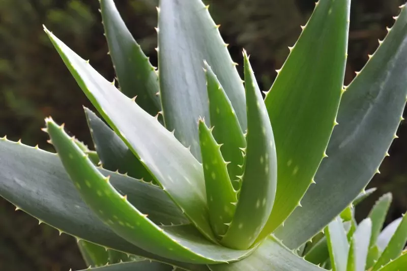 Aloe Vera ev bitkisi