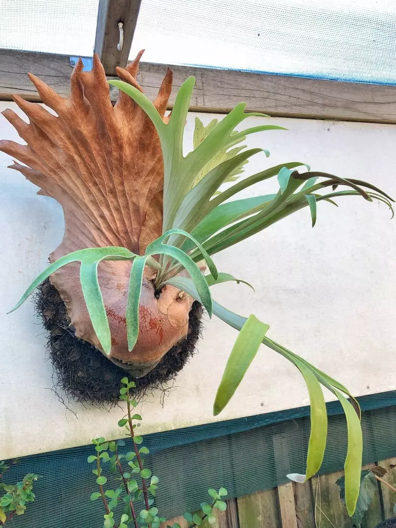 Staghorn Fern የቤት ውስጥ ተክል