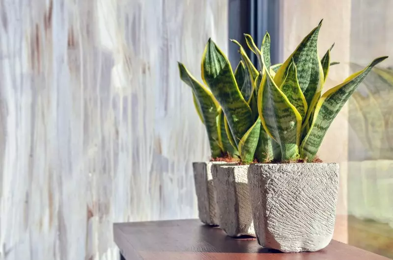 Snake Plant stueplante