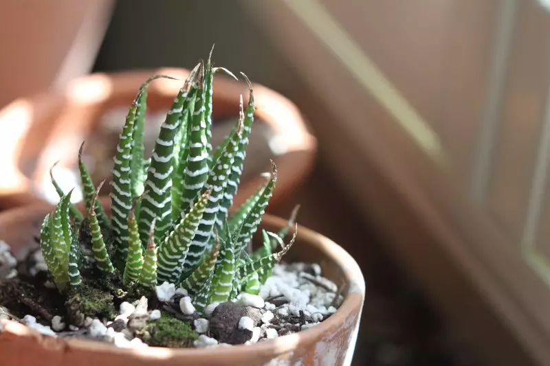 Domplanto de Zebra Plant