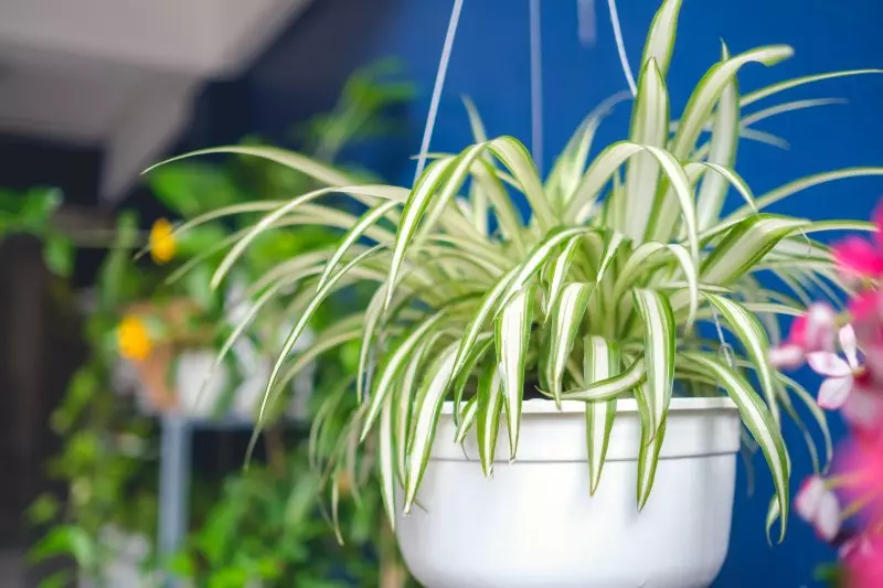 Mimea ya nyumbani ya Spider Plant