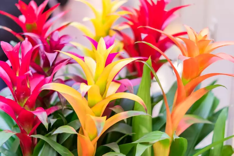 Bromeliads uy o'simligi