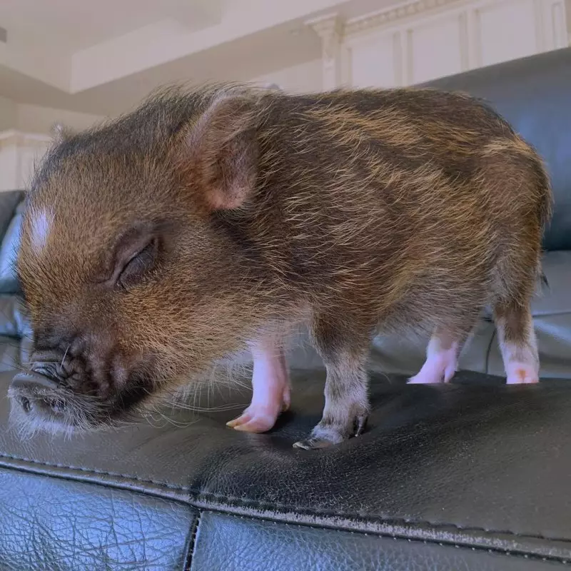 Celeb Pet Pigs 2