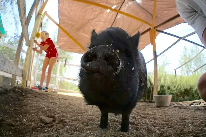 Celeb Pet Pigs 3