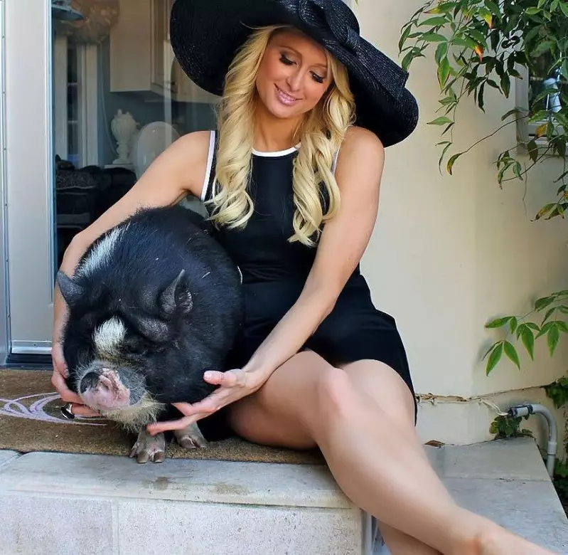 Celeb Pet Pigs 4