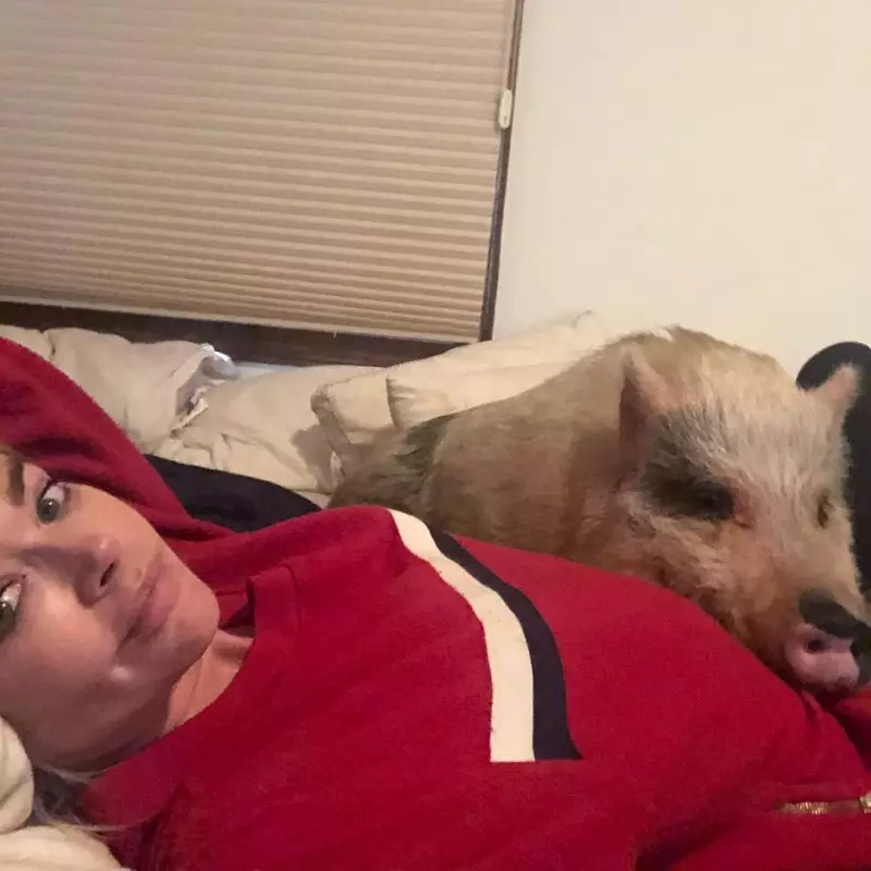 Celeb Pet Pigs 5