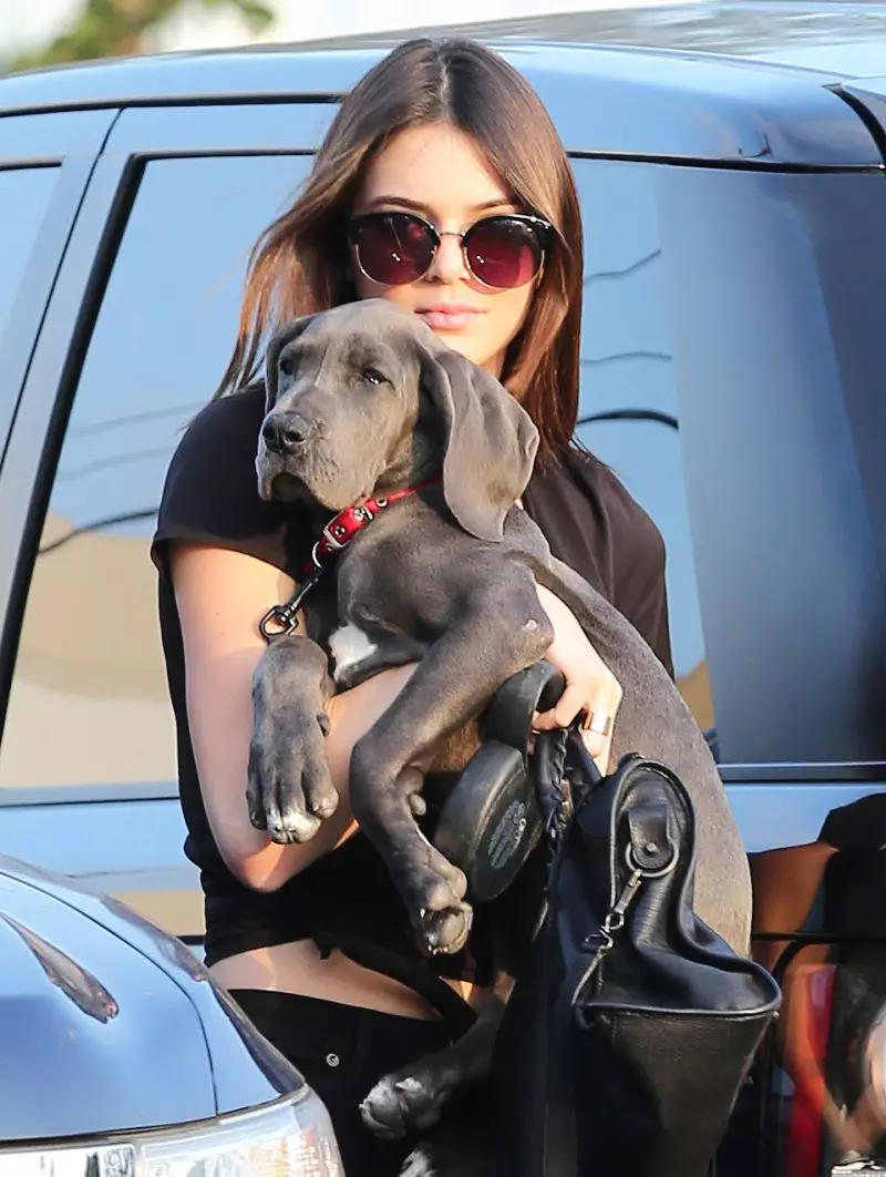 Kendall Jenner Ibu anjing selebriti terbaik