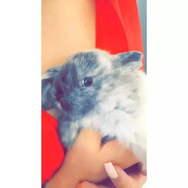 Bruce bunny