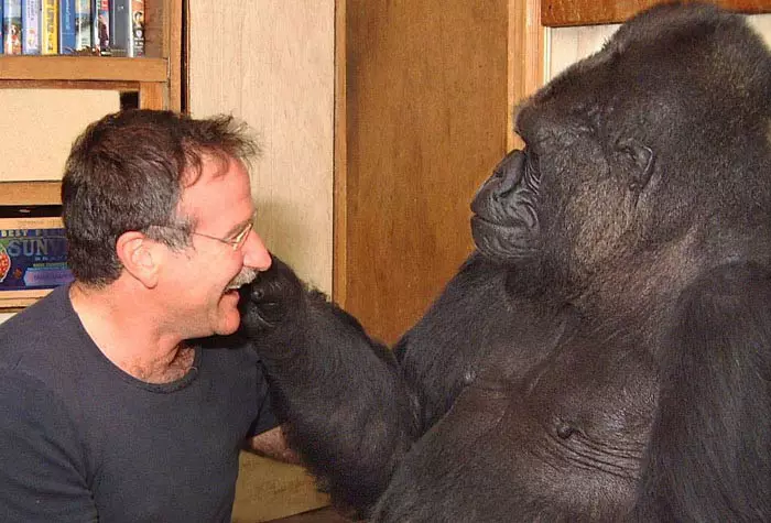 Robin Williams Doud Koko Gorilla 1