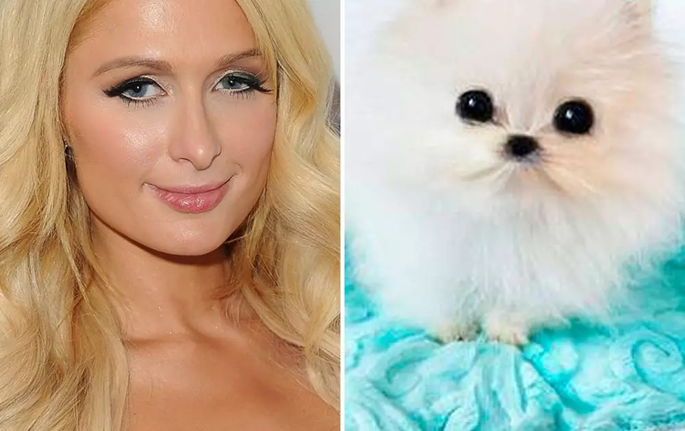 Paris Hilton သည် 'ကမ္ဘာ့အသေးဆုံး Pomeranian' ကို $13,000 ဖြင့် ဝယ်ယူသည် — ထို့အပြင် Celeb Pups များ၏ အရွယ်အစားအလိုက် သတ်မှတ်ထားသော အဆင့်သတ်မှတ်ချက်တစ်ခု။ - Life & Style
